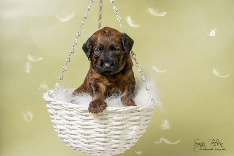 Welpen